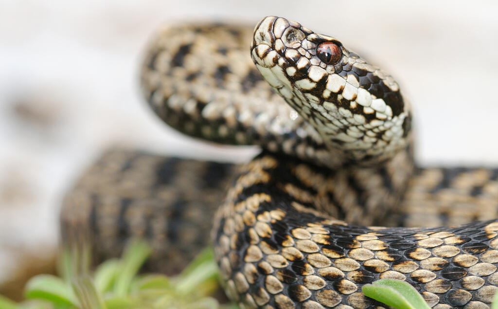 Are Adder Snakes Harmful? – Vintage RV Adventures